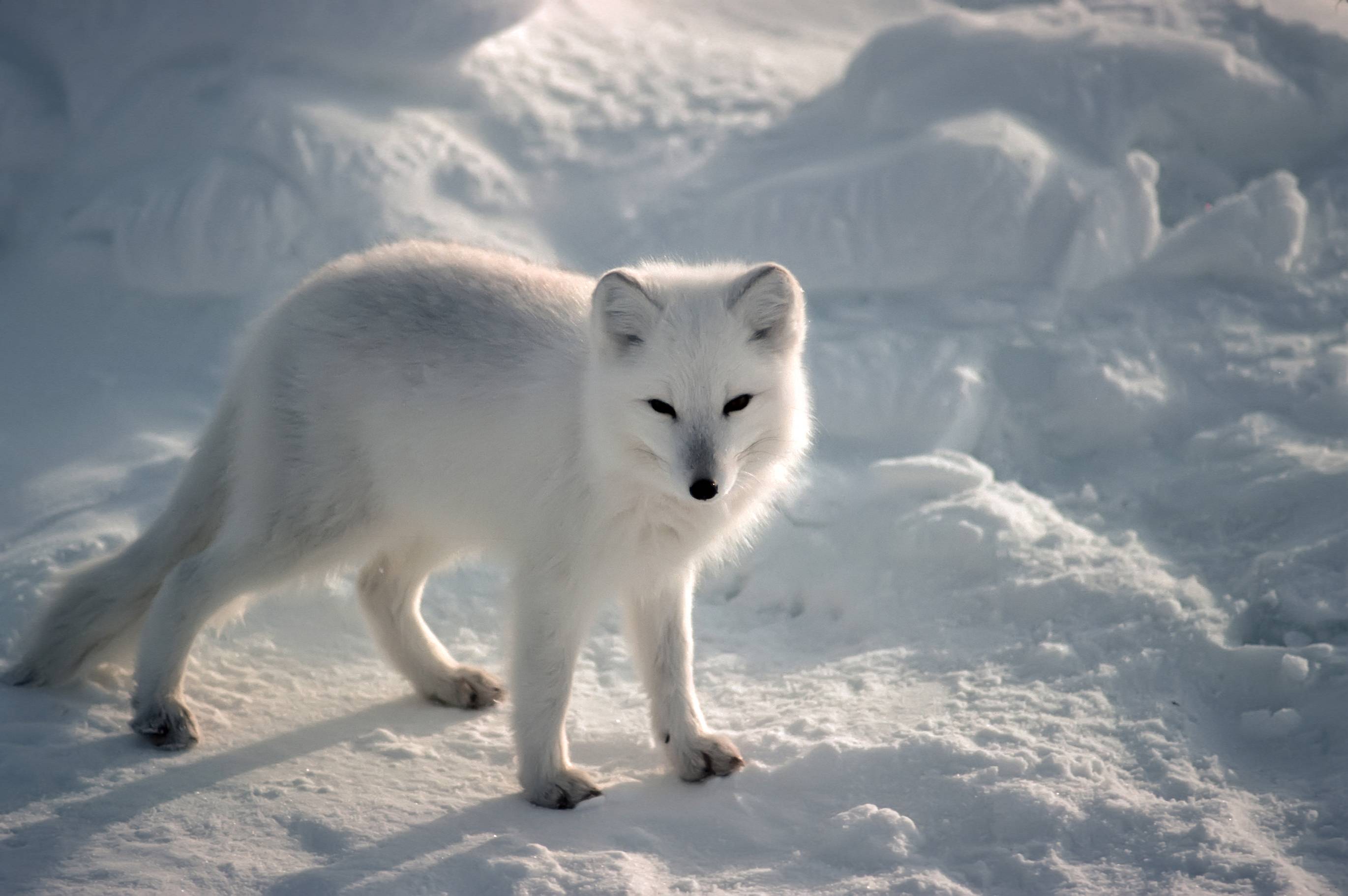 Arctic Fox Wallpapers - Wallpaper Cave