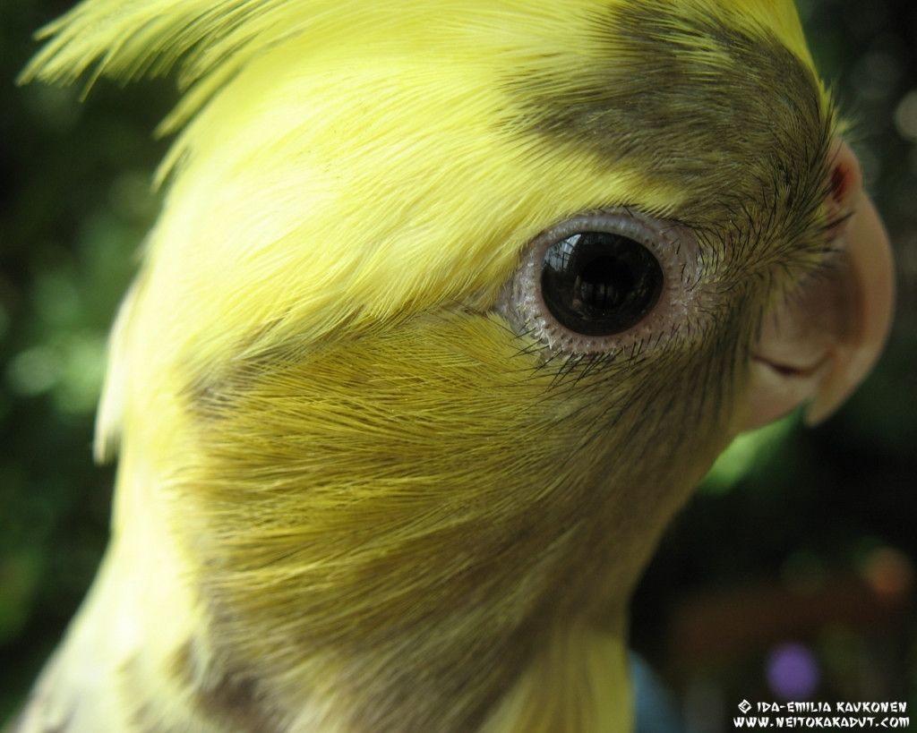 Cockatiel Wallpapers - Wallpaper Cave