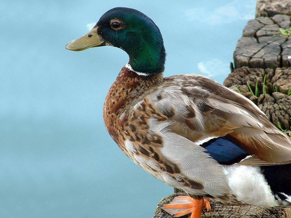 Mallard Duck Wallpapers - Wallpaper Cave