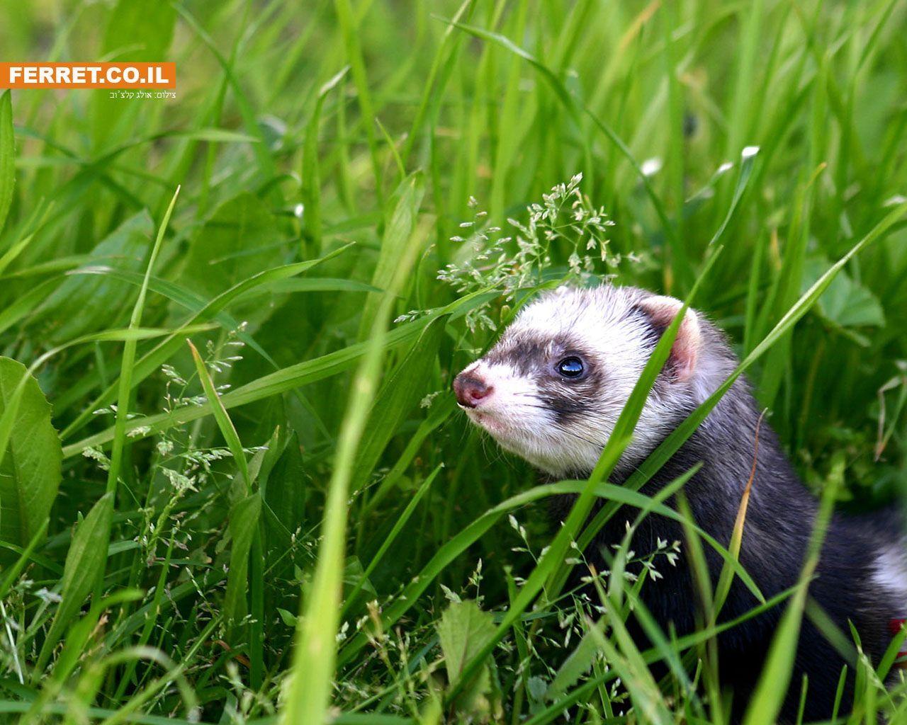 Ferret Wallpapers - Wallpaper Cave