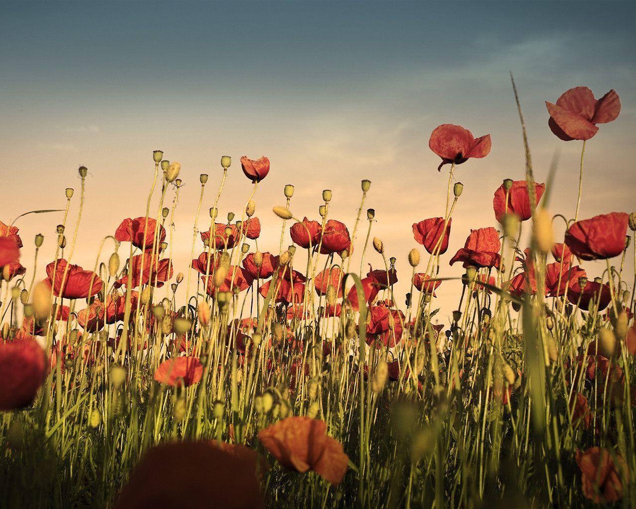 Poppy Backgrounds - Wallpaper Cave