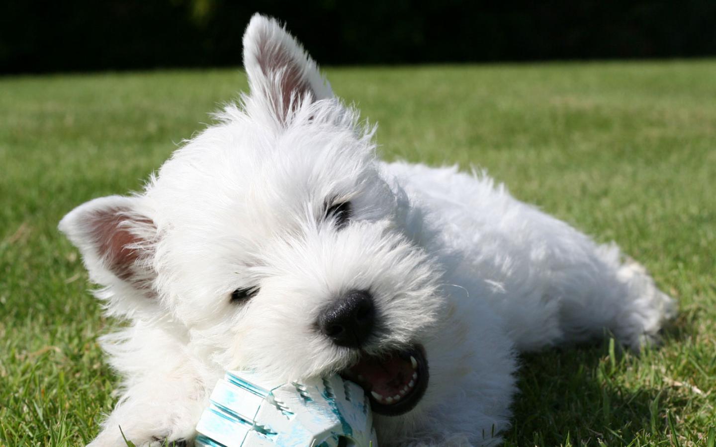 Westie Wallpapers - Wallpaper Cave