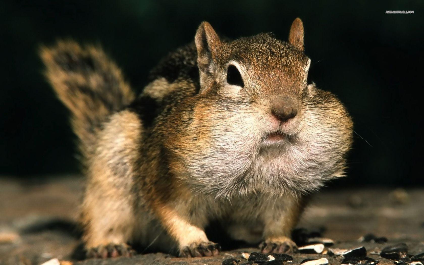 Chipmunk Wallpapers - Wallpaper Cave