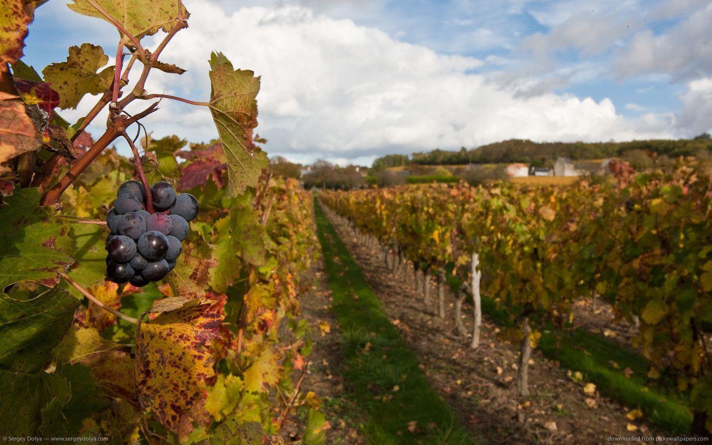 Vineyard Wallpapers - Wallpaper Cave