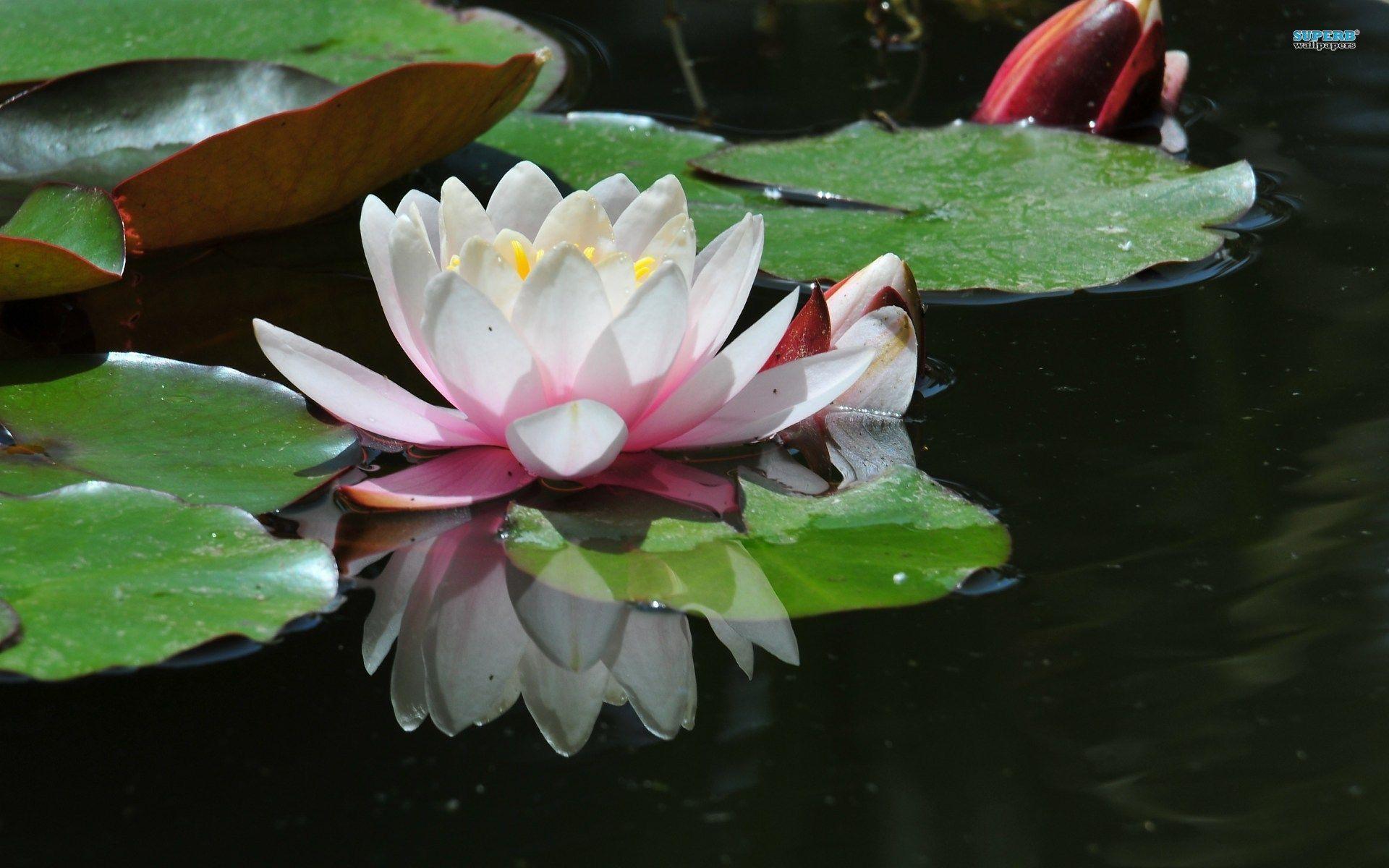 Water Lilies Wallpapers - Wallpaper Cave