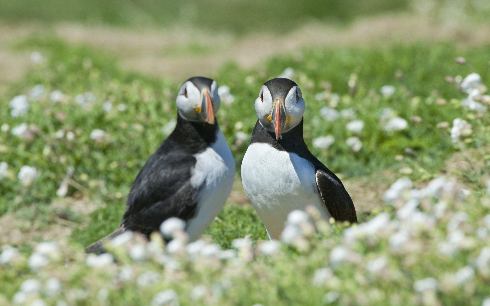 Puffin Wallpapers - Wallpaper Cave