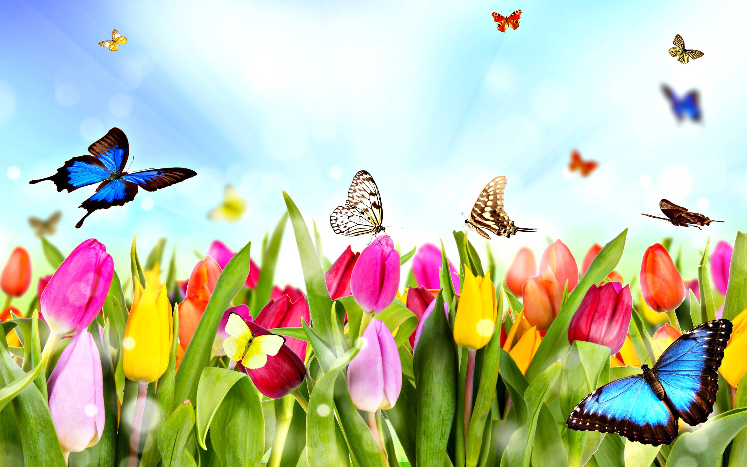 Spring Time Wallpapers - Wallpaper Cave