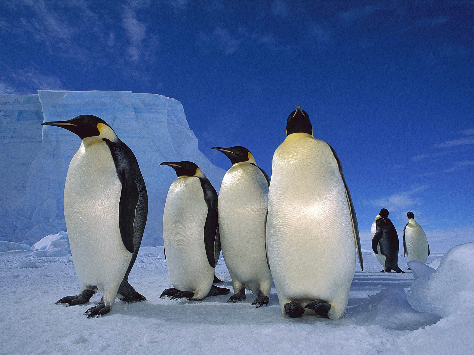 Penguin Wallpapers - Wallpaper Cave