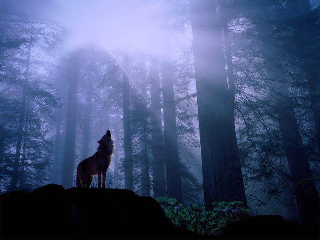 Lobo Wallpapers - Wallpaper Cave