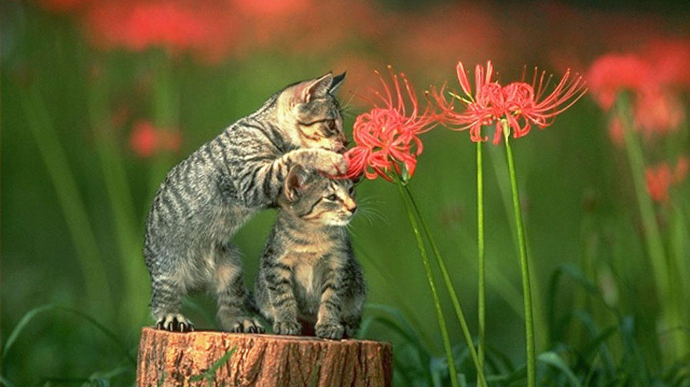 Cat Desktop Backgrounds - Wallpaper Cave