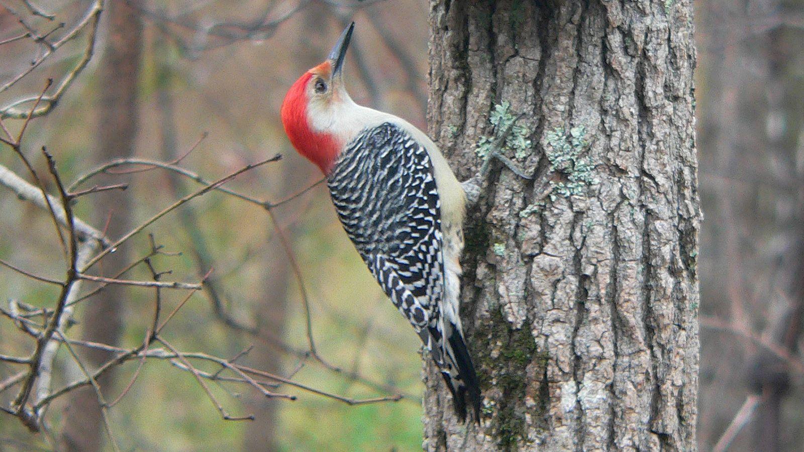 Woodpecker Wallpapers - Wallpaper Cave