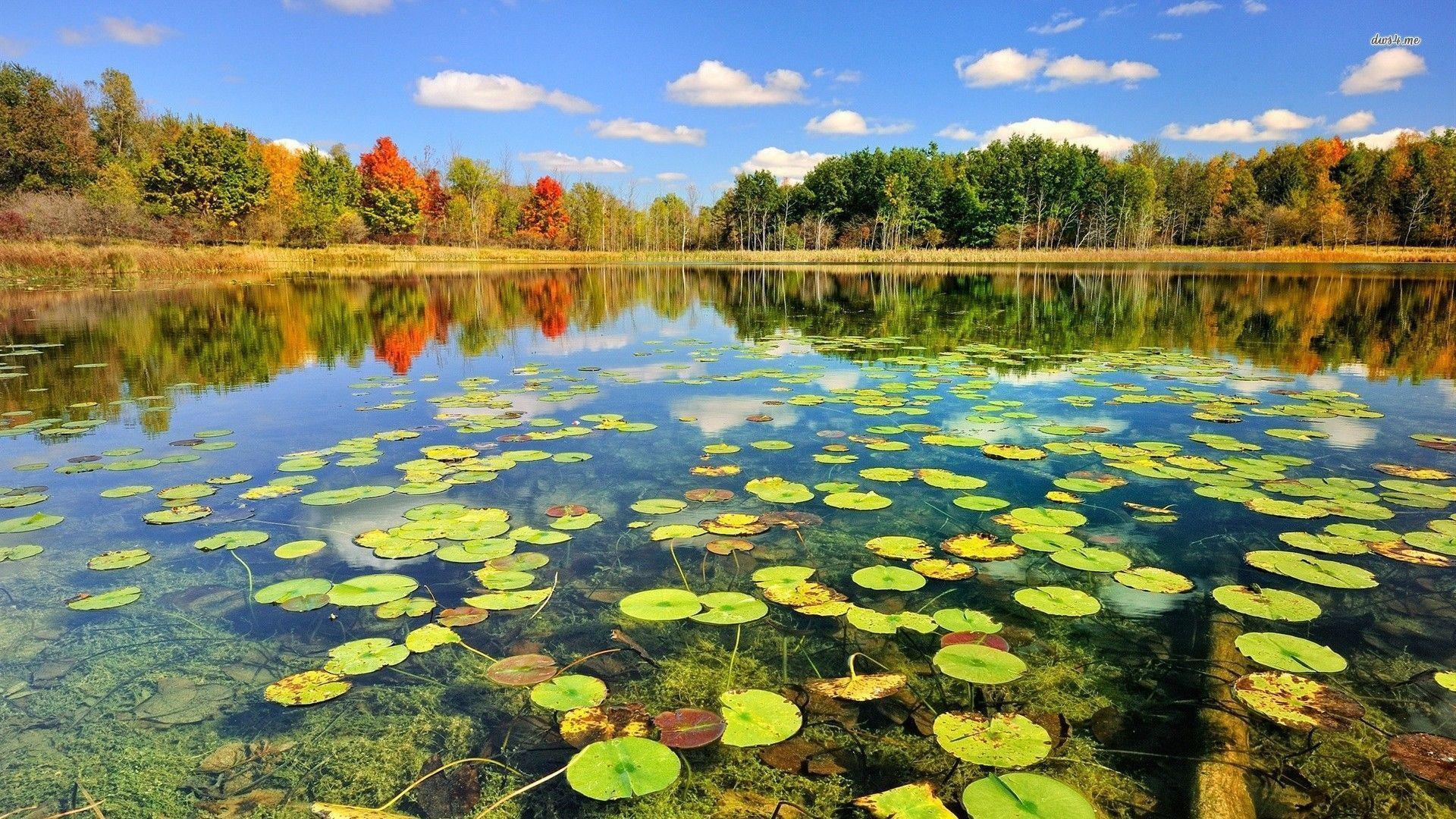 Pond Wallpapers - Wallpaper Cave