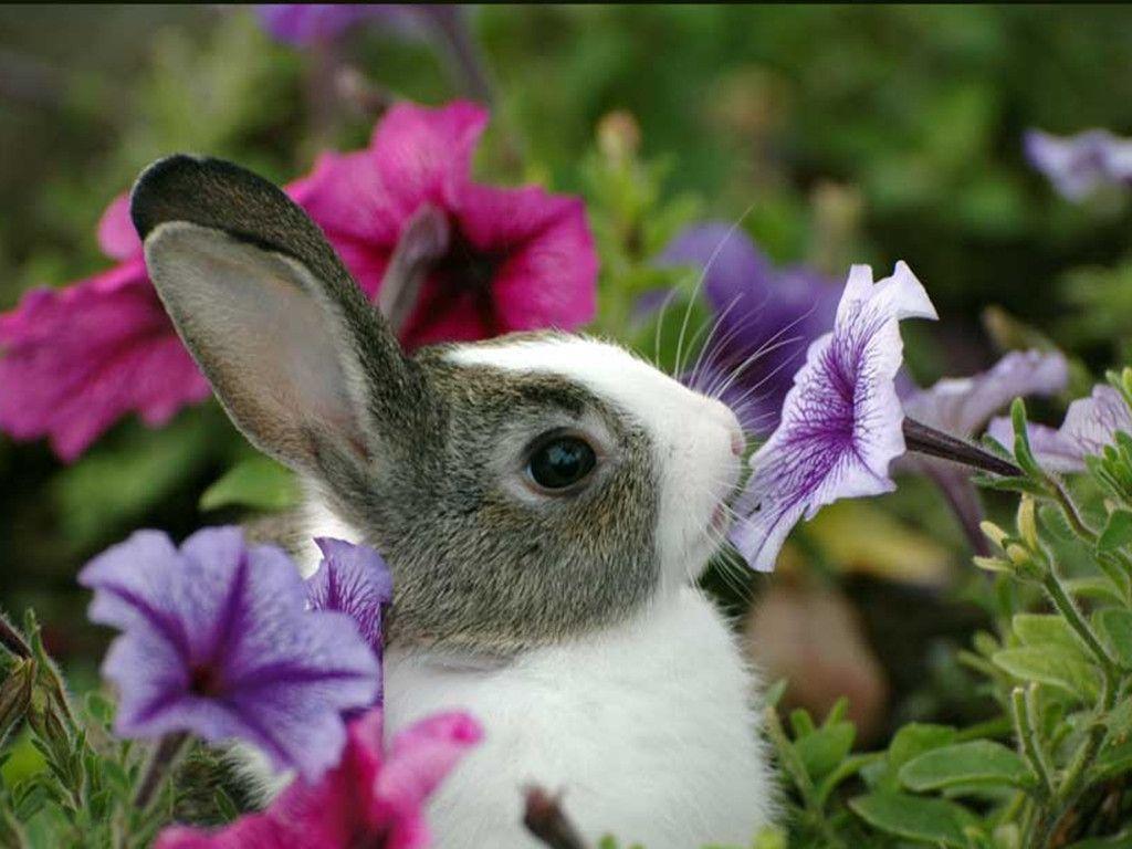 Baby Bunny Wallpapers Wallpaper Cave Baby Bunny Wallpapers Wallpaper Cave