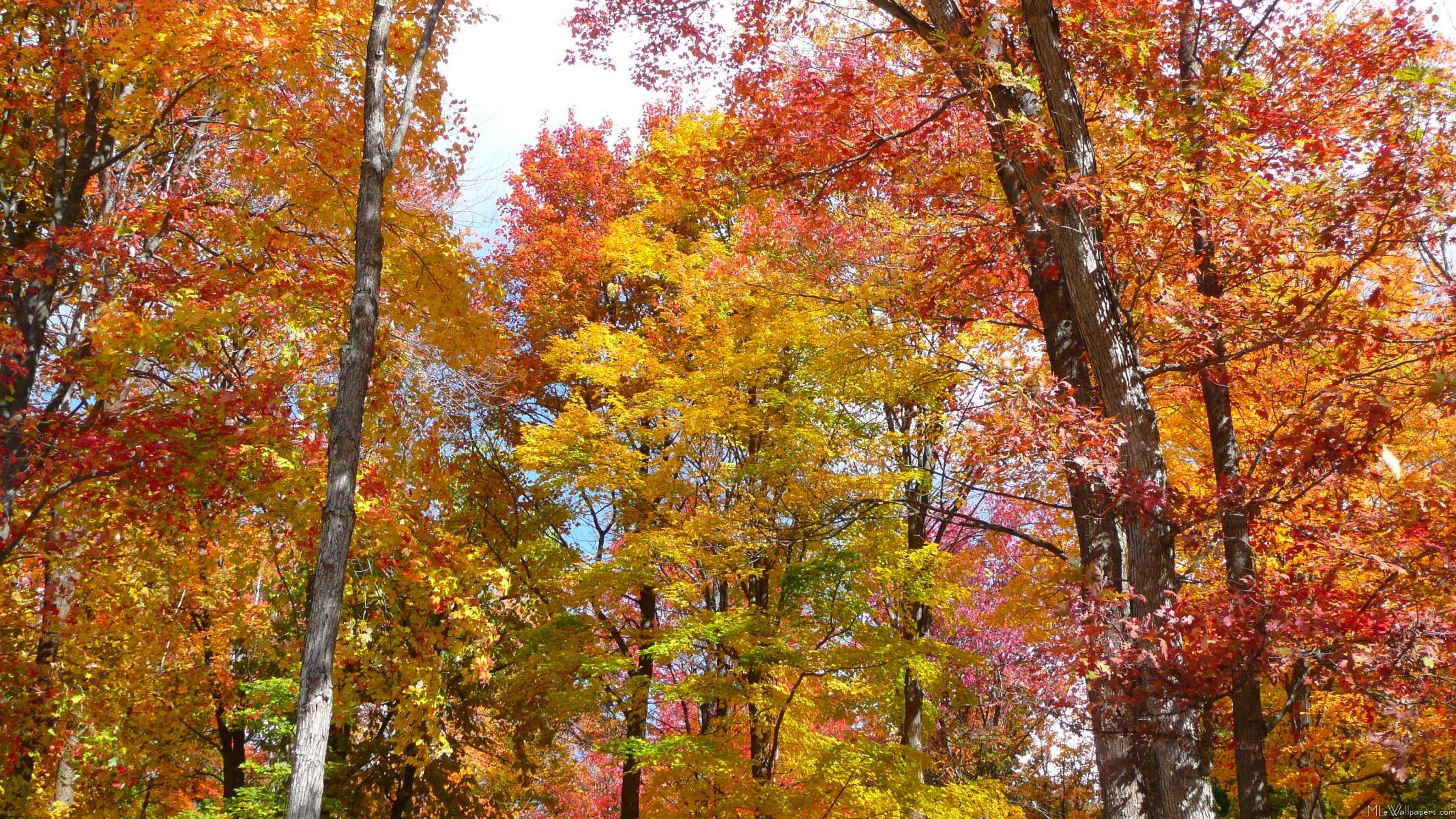 Fall Trees Backgrounds - Wallpaper Cave