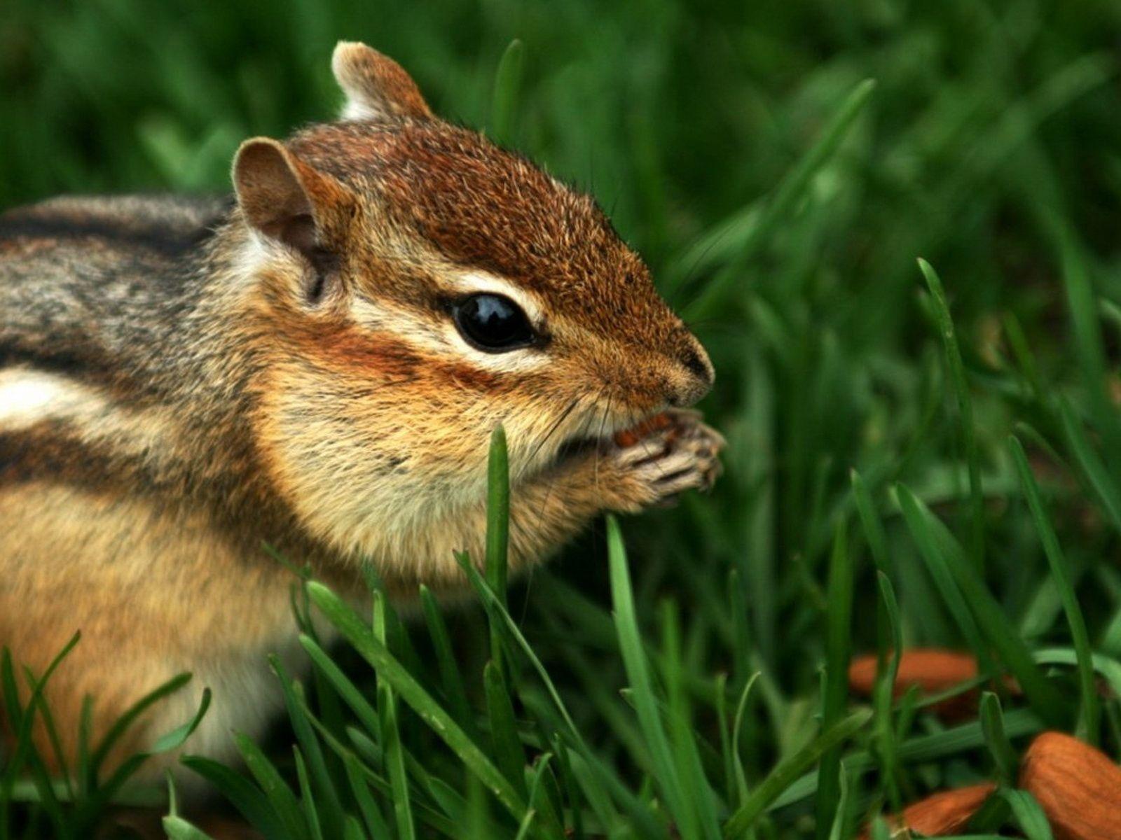 Chipmunk Wallpapers - Wallpaper Cave