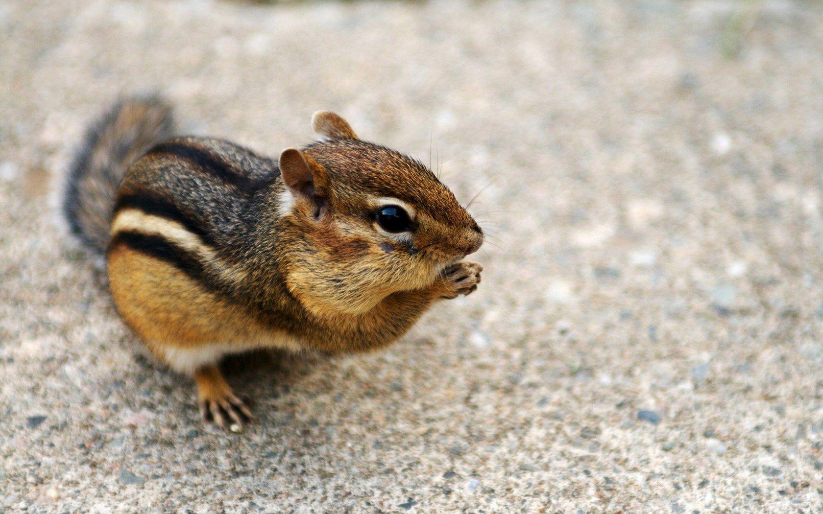 Chipmunk Wallpapers - Wallpaper Cave