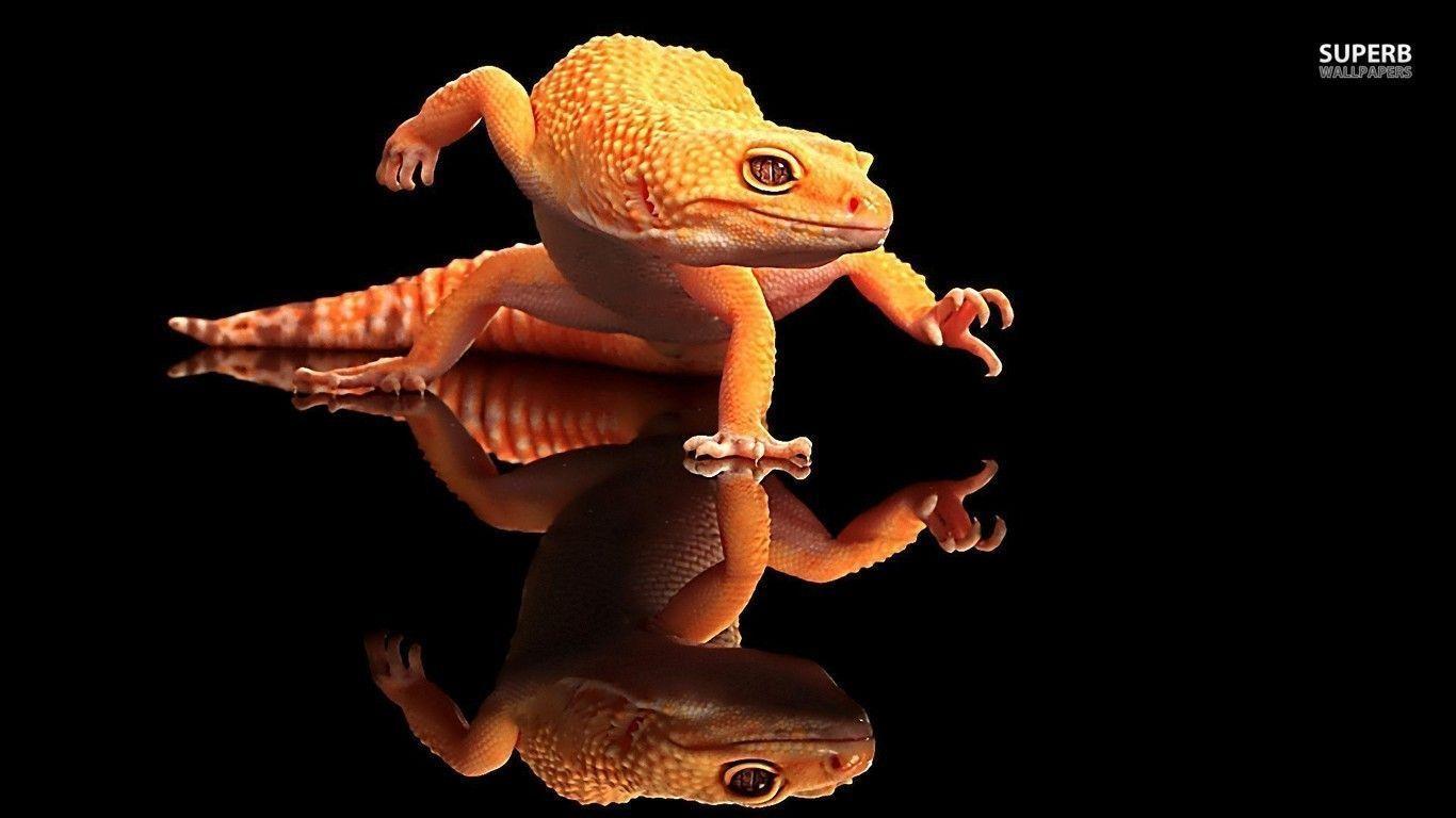 Gecko Wallpapers - Wallpaper Cave