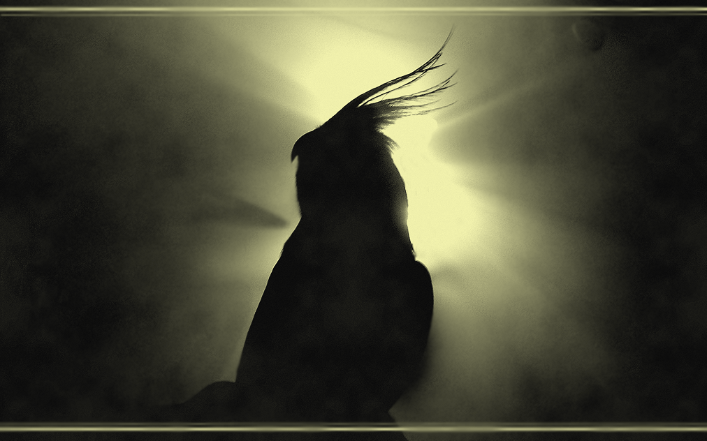 Cockatiel Wallpapers - Wallpaper Cave