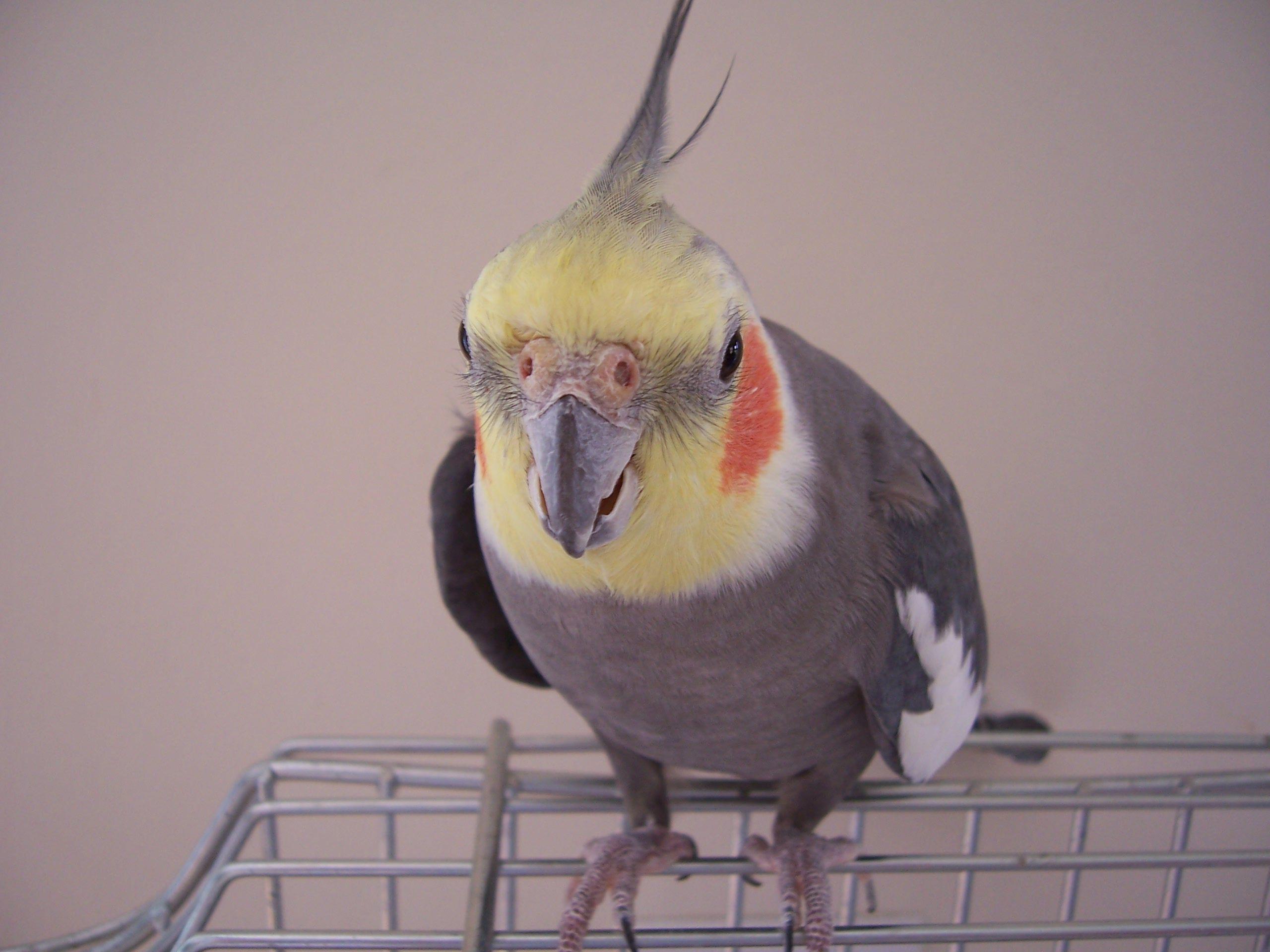 Cockatiel Wallpapers - Wallpaper Cave