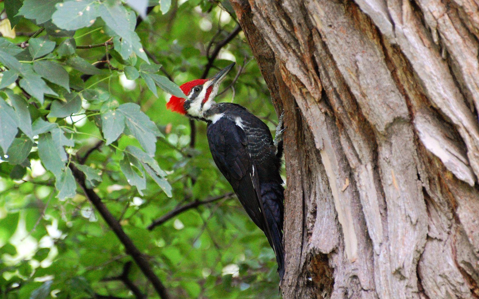 Woodpecker Wallpapers - Wallpaper Cave