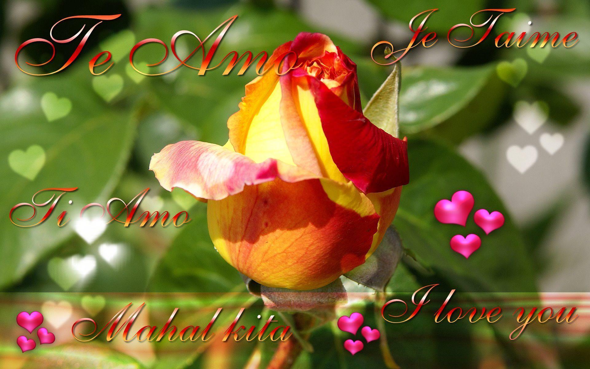 Te Amo Wallpapers - Wallpaper Cave