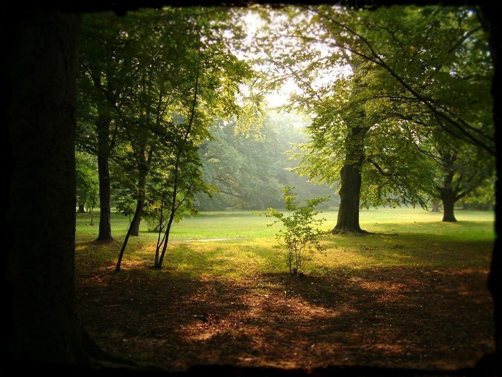 Forrest Wallpapers - Wallpaper Cave