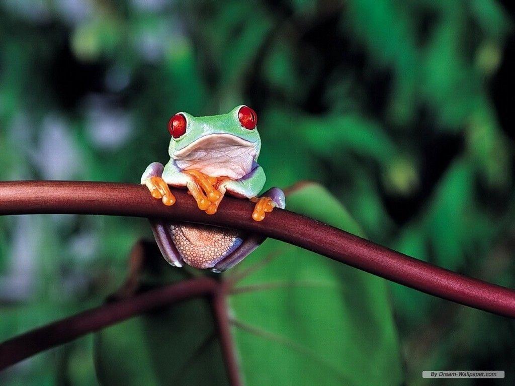 Froggy Wallpapers - Wallpaper Cave