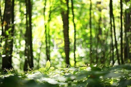 Forest Backgrounds - Wallpaper Cave