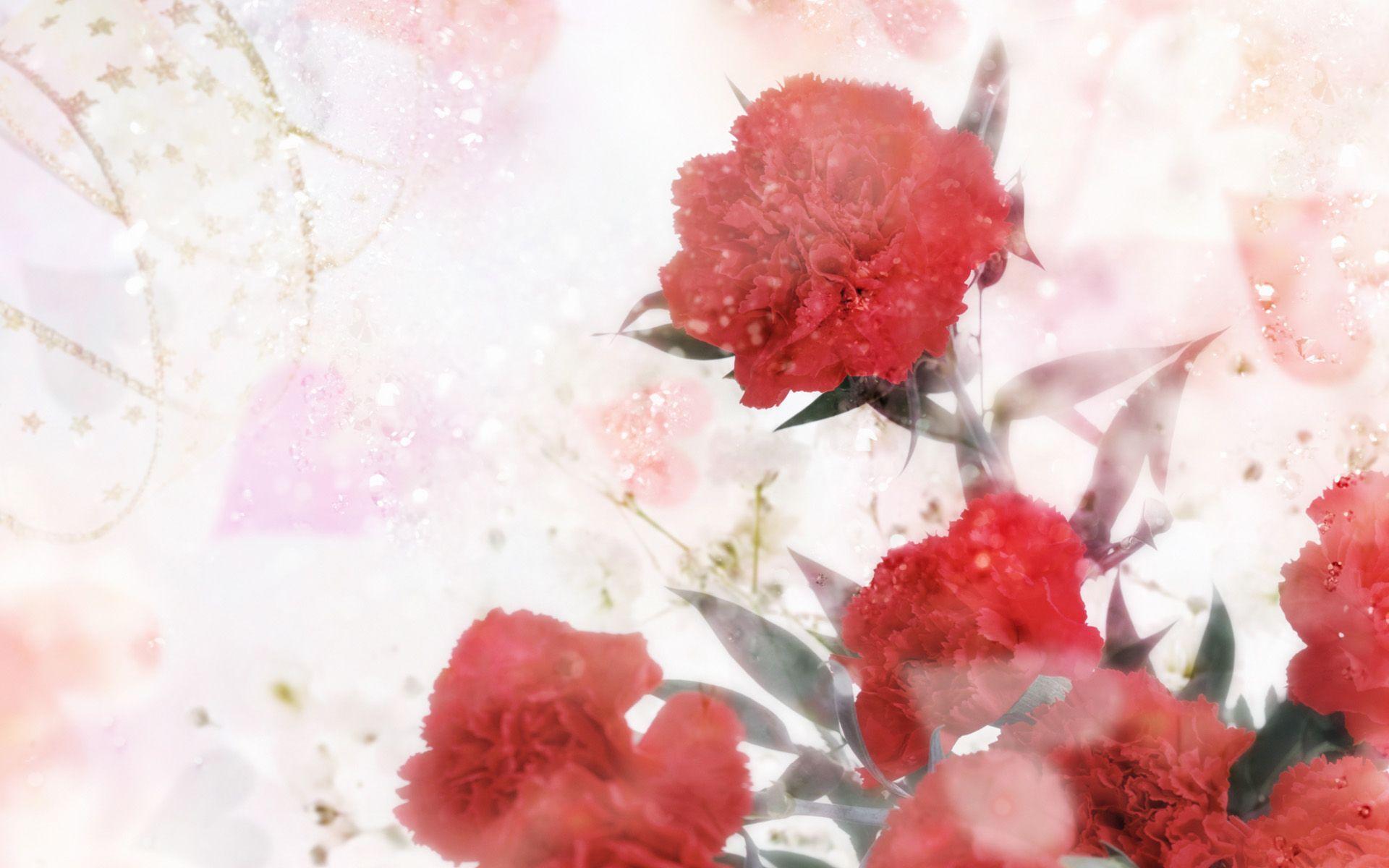 Carnation Wallpapers - Wallpaper Cave