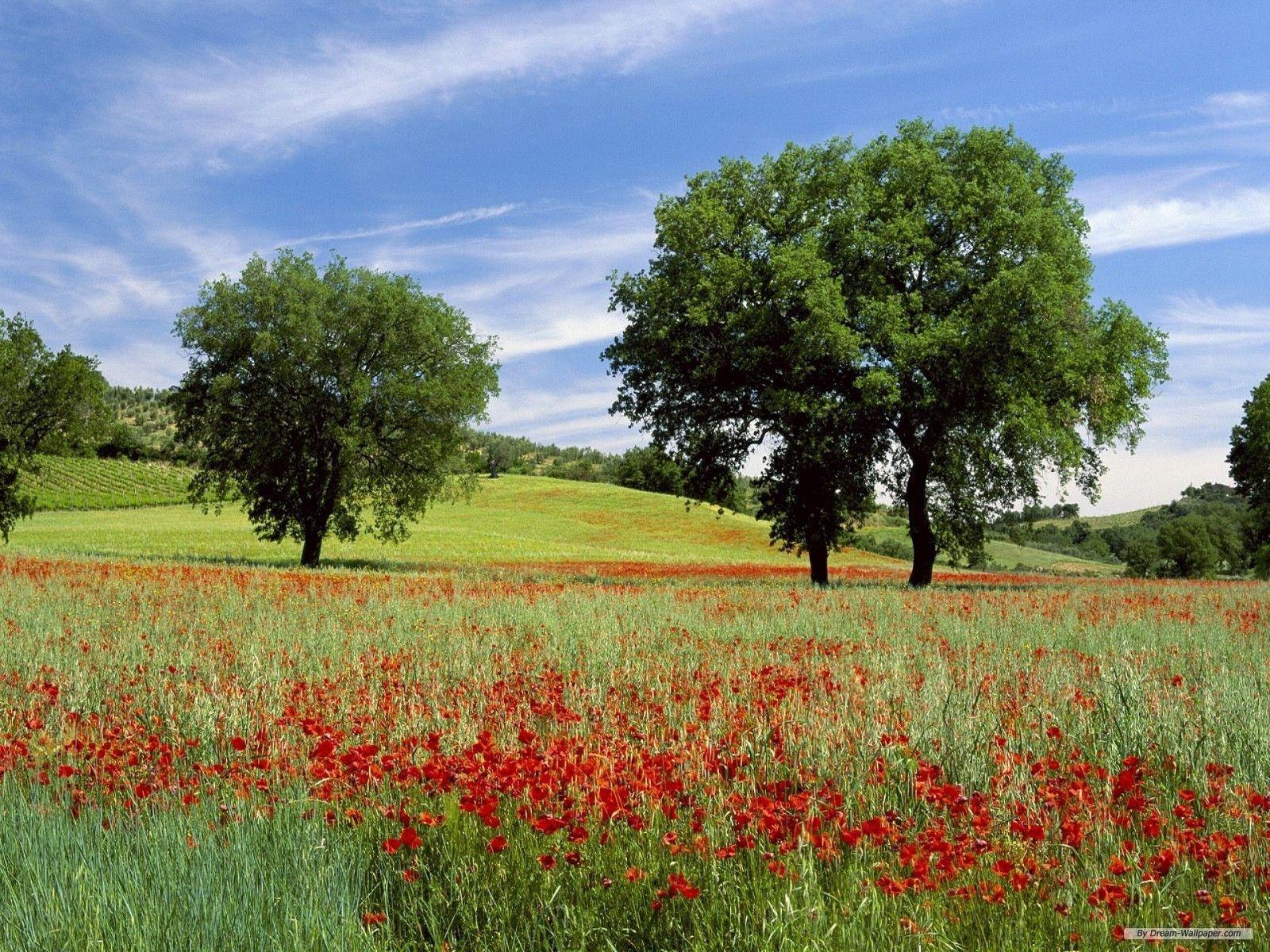 Wallpapers Nature Free - Wallpaper Cave