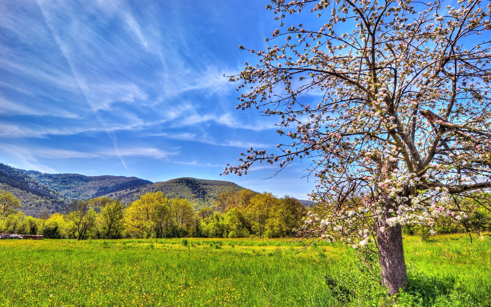 Apple Tree Wallpapers - Wallpaper Cave