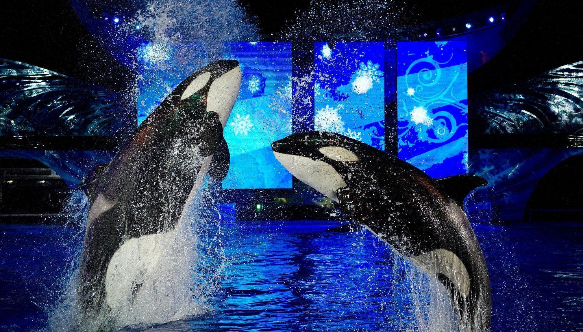 Shamu Wallpapers - Wallpaper Cave