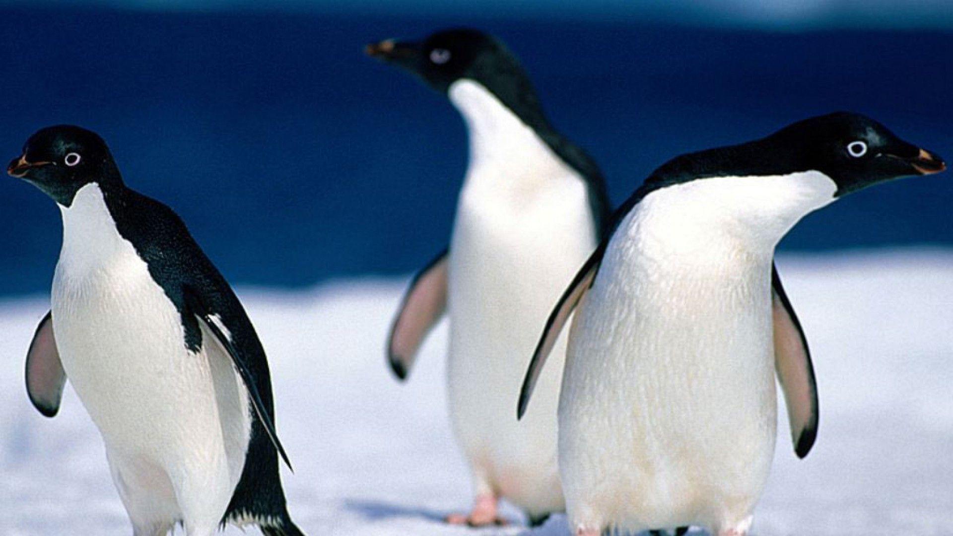 Penguin Wallpapers - Wallpaper Cave