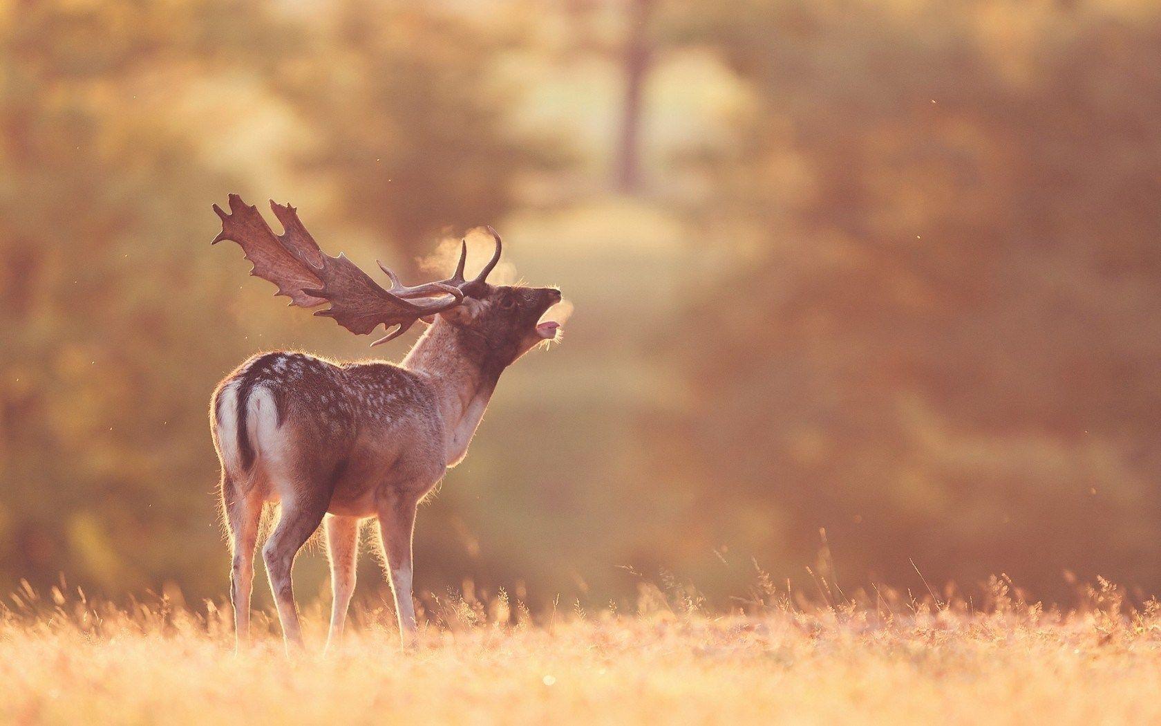 Deer Backgrounds Pictures - Wallpaper Cave