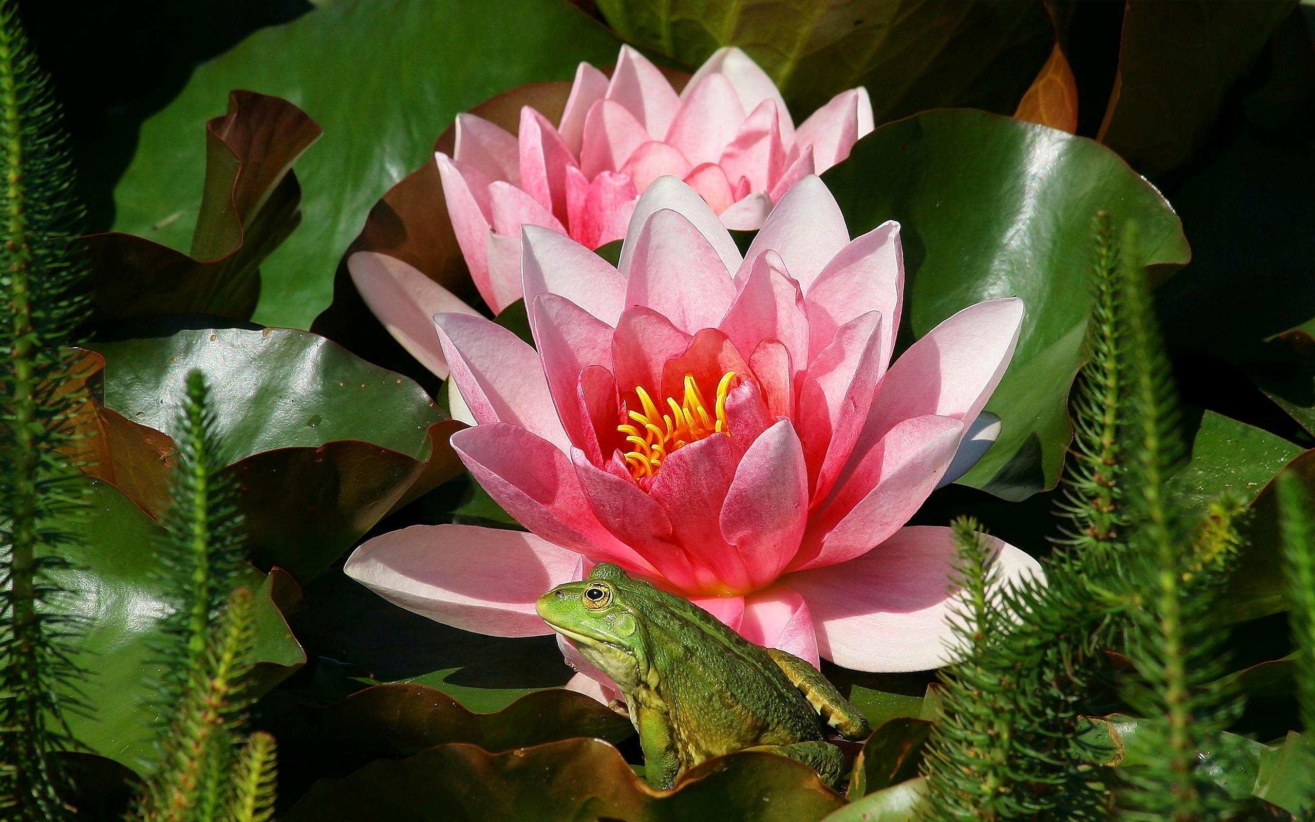 Froggy Wallpapers - Wallpaper Cave