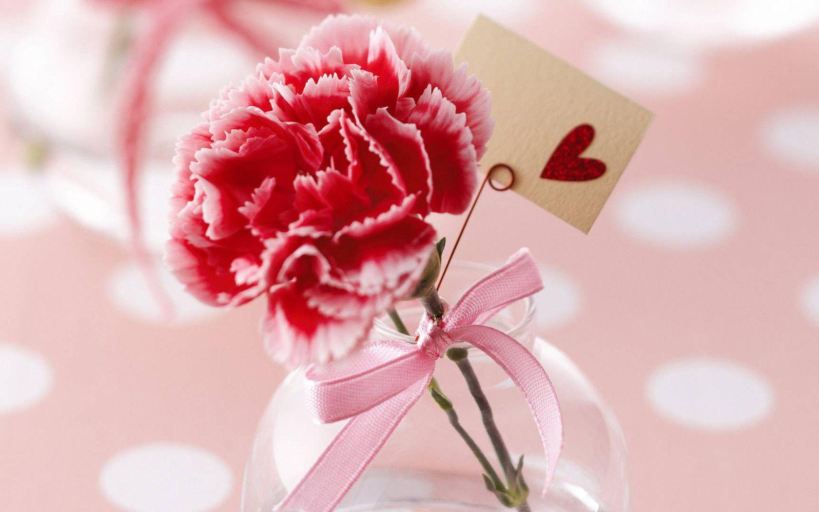 Carnation Wallpapers - Wallpaper Cave