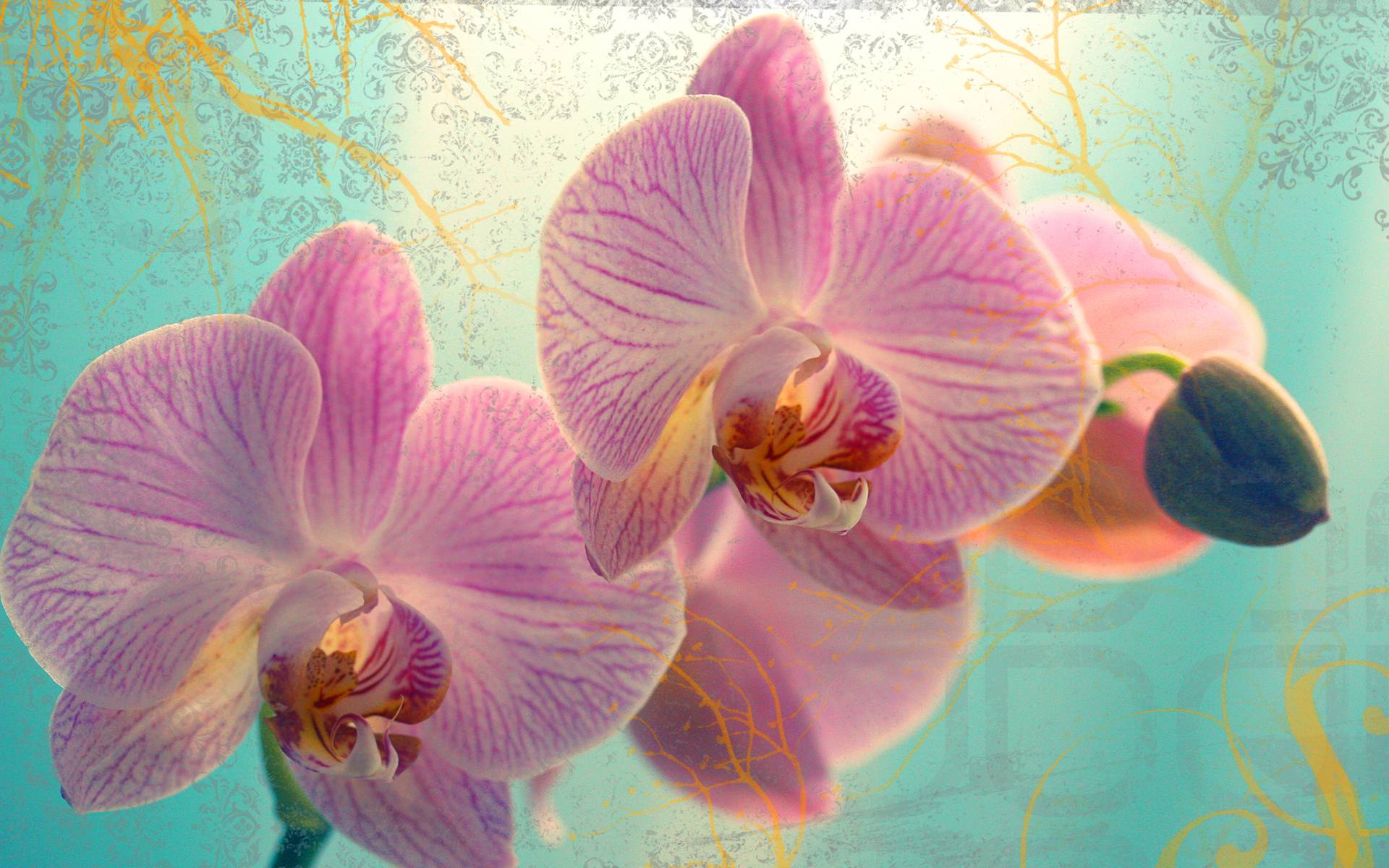 Orchid Wallpapers - Wallpaper Cave