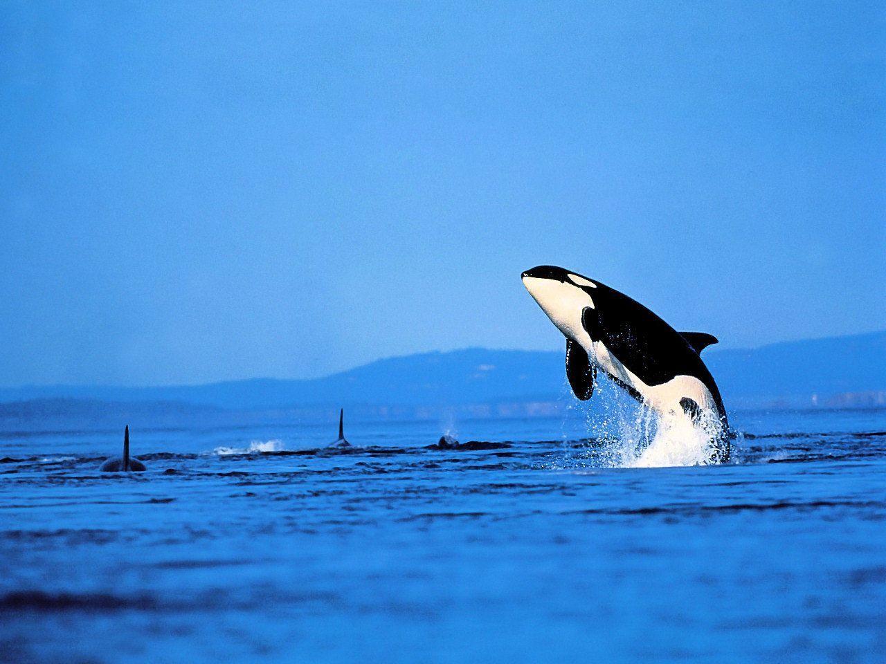 Orca Wallpapers - Wallpaper Cave