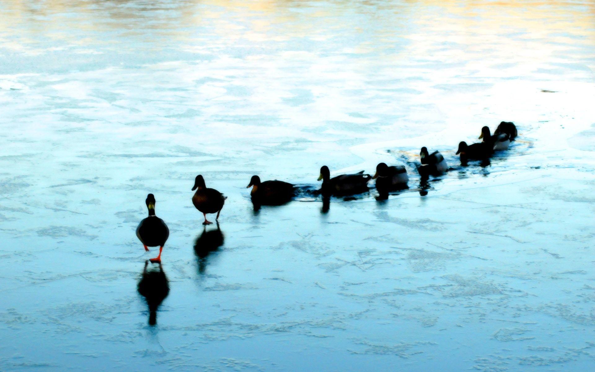 Ducks Wallpapers - Wallpaper Cave