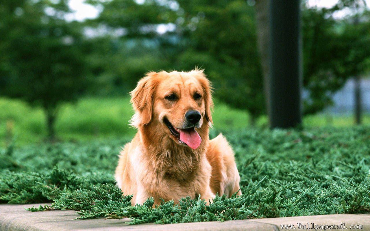 Golden Retriever Backgrounds - Wallpaper Cave