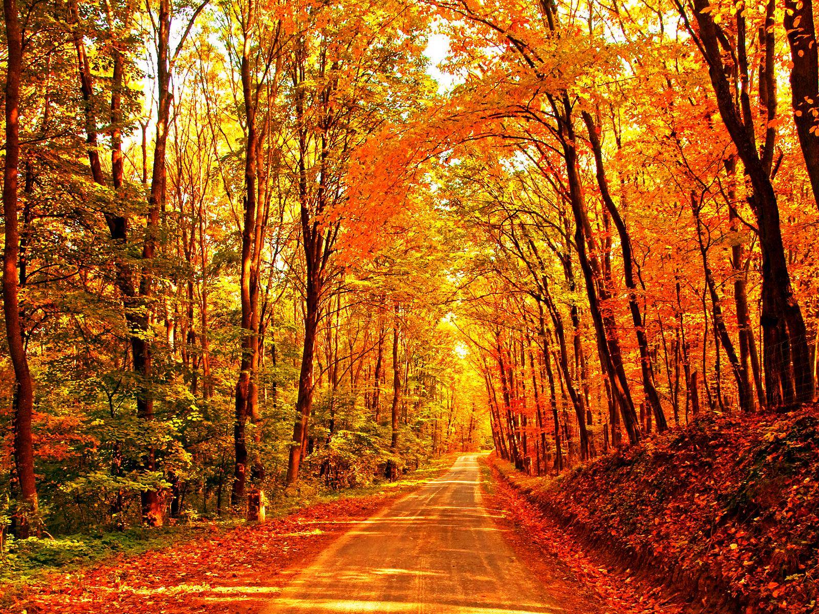 Fall Pics Wallpapers - Wallpaper Cave