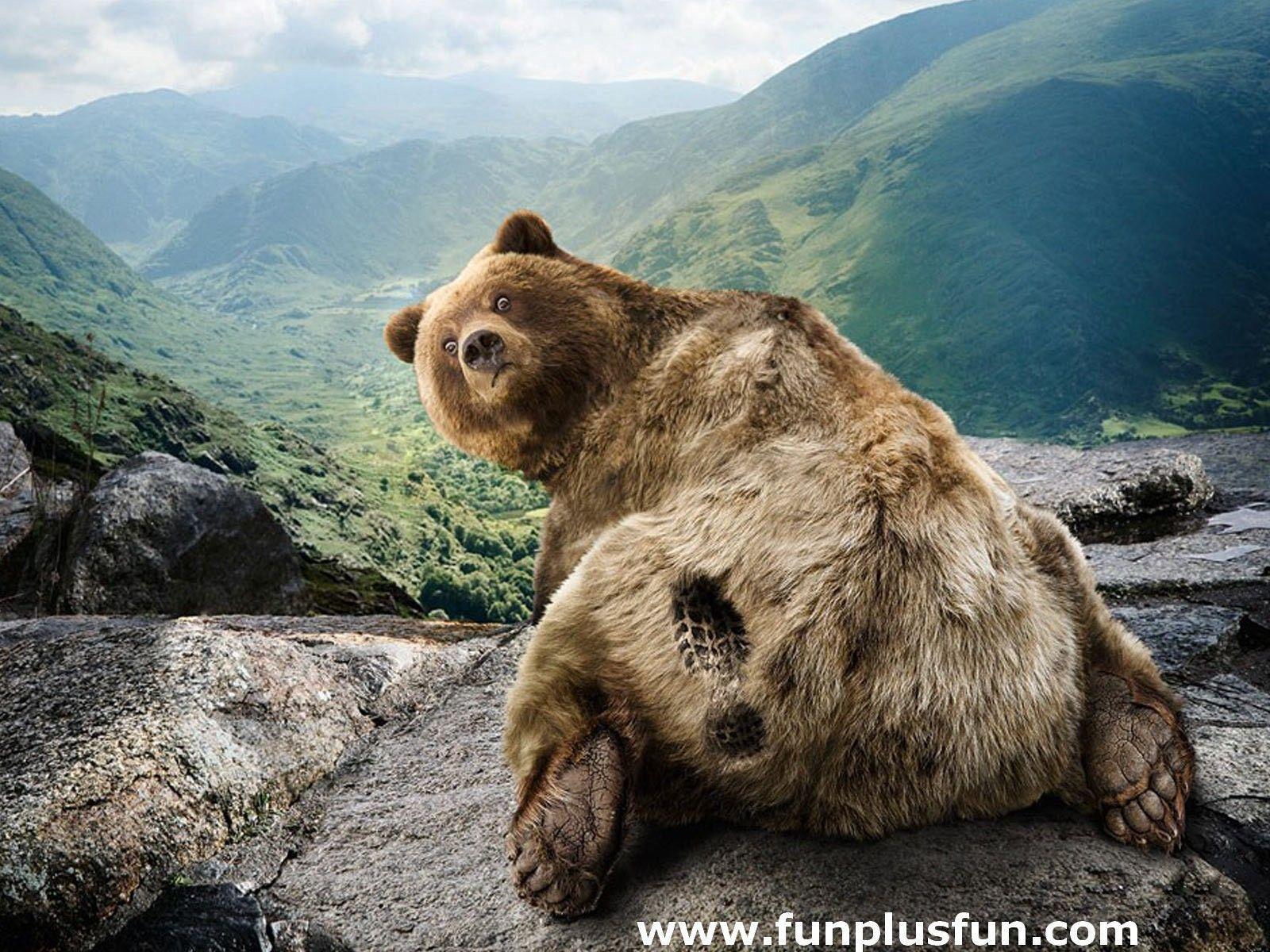 Really Funny Wallpapers Wallpaper Cave