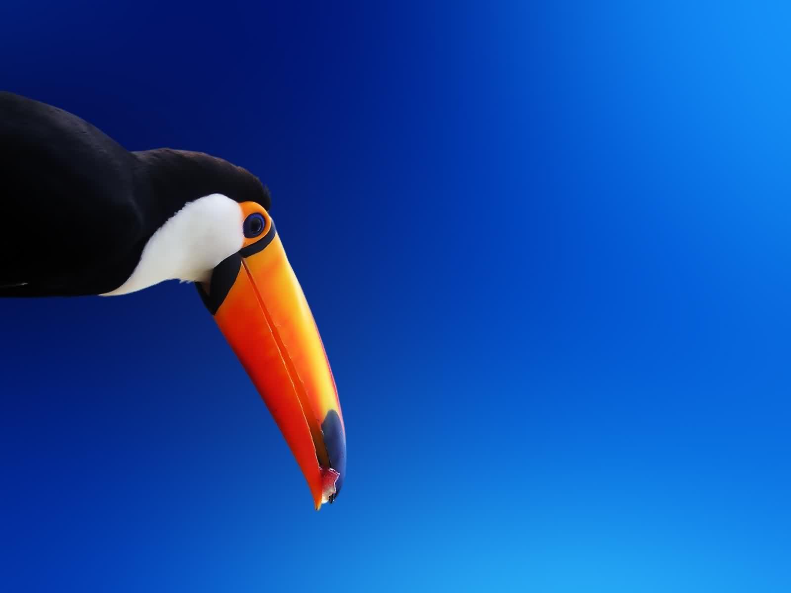 Toucan Wallpapers - Wallpaper Cave