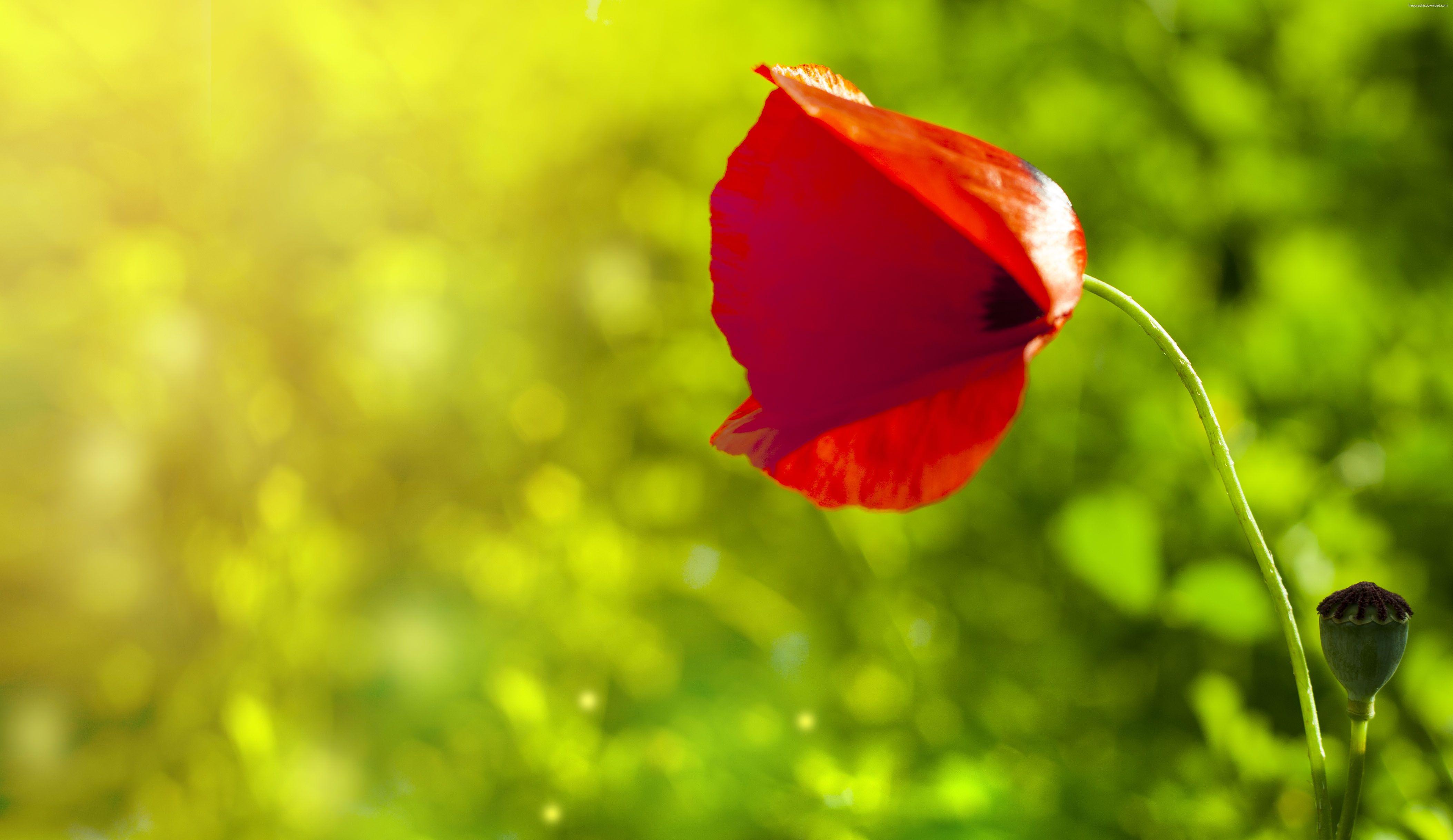 Poppy Backgrounds - Wallpaper Cave