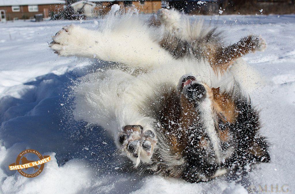 Sheltie Wallpapers - Wallpaper Cave