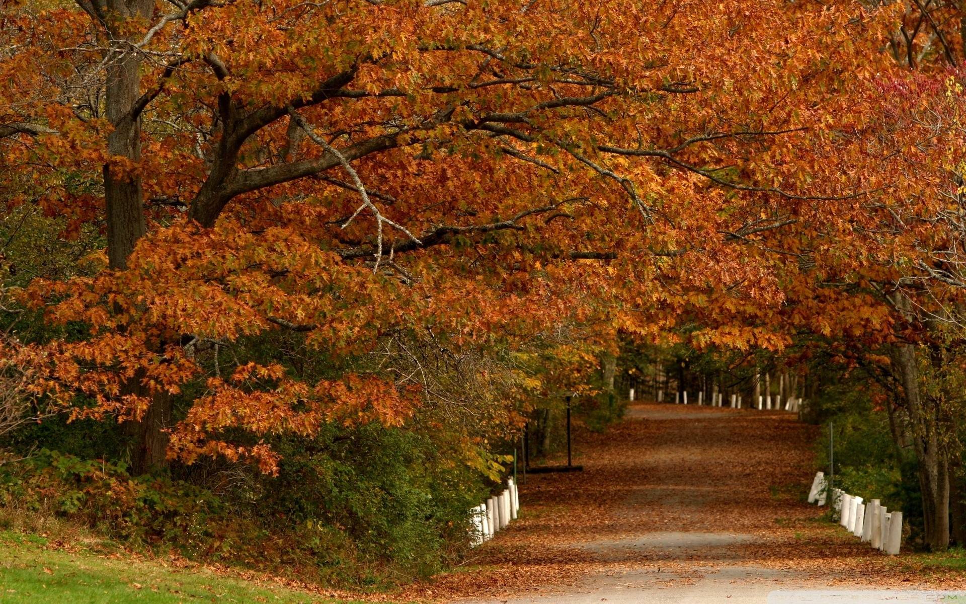 Wallpaper Background Fall