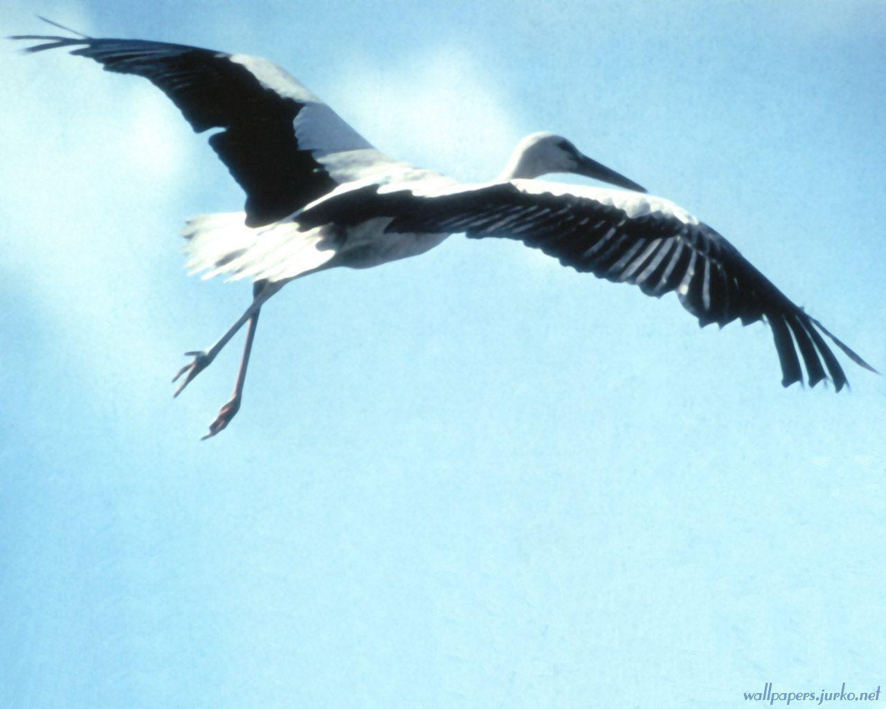 Stork Wallpapers - Wallpaper Cave