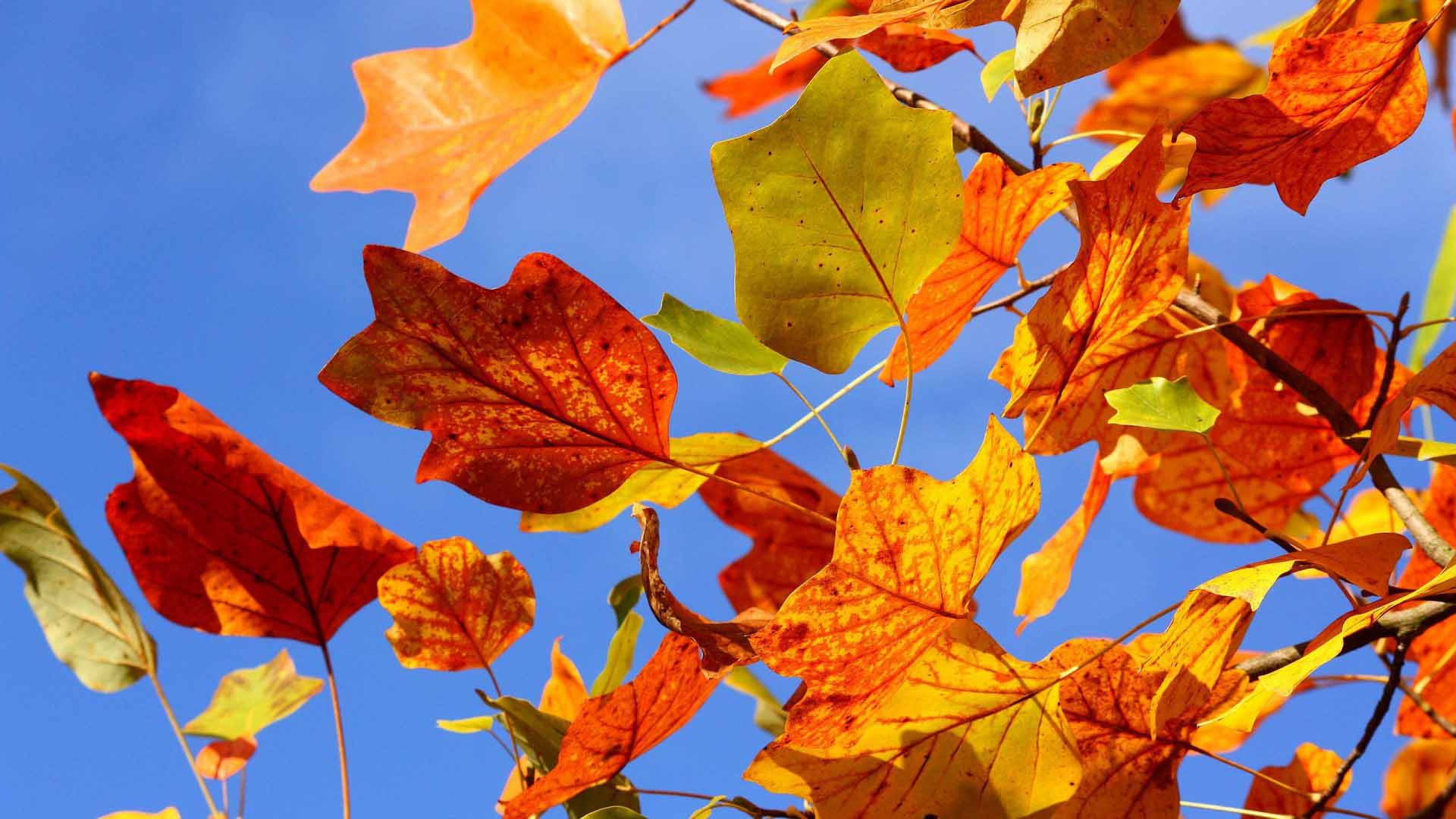 Fall Leaves Wallpapers Free - Wallpaper Cave