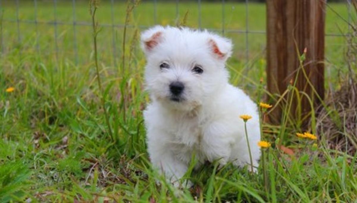 Westie Wallpapers - Wallpaper Cave