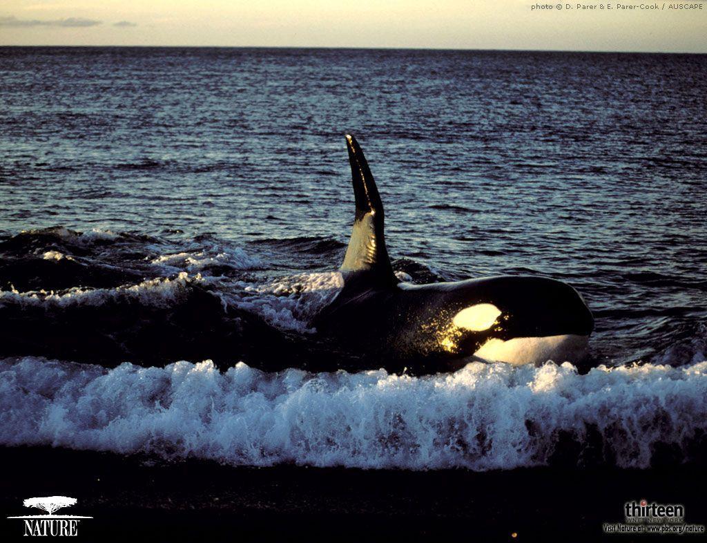 Orca Wallpapers - Wallpaper Cave